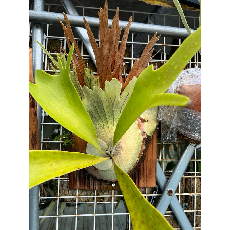 JS龍虎園 鹿角蕨 《AKKI》 | 蝦皮購物