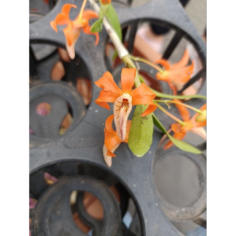 上賓蘭園 原生種 獨角石斛 Den.unicum 1.5吋盆 | 蝦皮購物