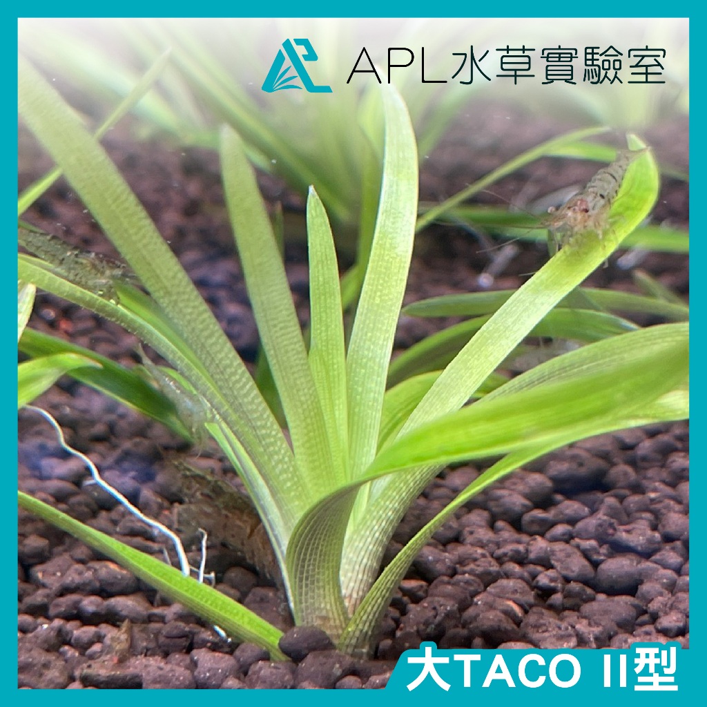 APL水草實驗室 - 大TACO II型 前景草 中景草 超好看水草 | 蝦皮購物