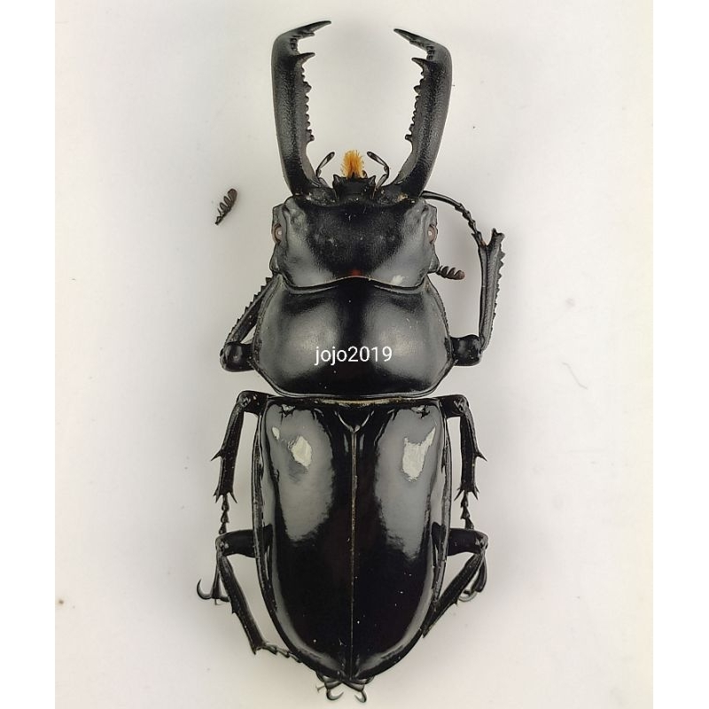 昆蟲標本 漆黑鹿角鍬形蟲 Pseudorhaetus sinicus concolor | 蝦皮購物