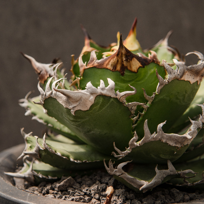 [ Gu Plant 固植 ] 嚴龍 皇冠｜Agave titanota 'King'｜ | 蝦皮購物