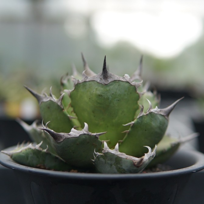 [ Gu Plant 固植 ] 嚴龍 騎士｜Agave titanota 'Knight'｜（阿修羅） | 蝦皮購物