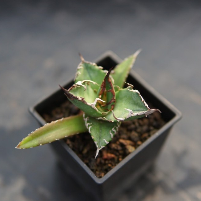 [ Gu Plant 固植 ] 嚴龍 凱薩｜Agave titanota｜（凱撒） | 蝦皮購物