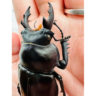 昆蟲標本（死的非活體） 野生大圓翅 台灣產 Neolucanus maximus vendli 60以上個體可以私訊我挑 | 蝦皮購物