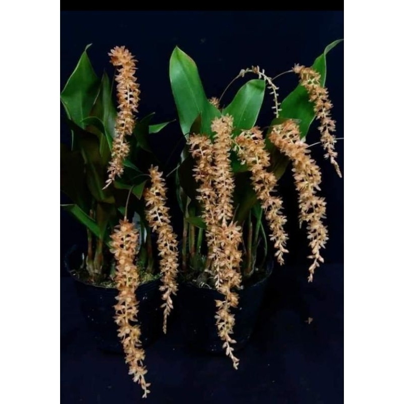 【蘭前】dendrochilum Convallariaeforme，橘色旋轉穗花蘭，中小型穗花蘭，好種，可上板。 蝦皮購物