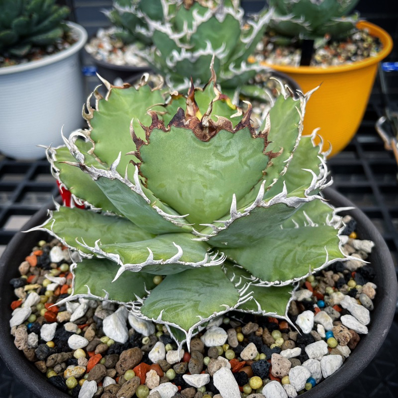 晨曦植栽 - 龍舌蘭，圓葉拇指嚴龍 Agave titanota “filigree” | 蝦皮購物