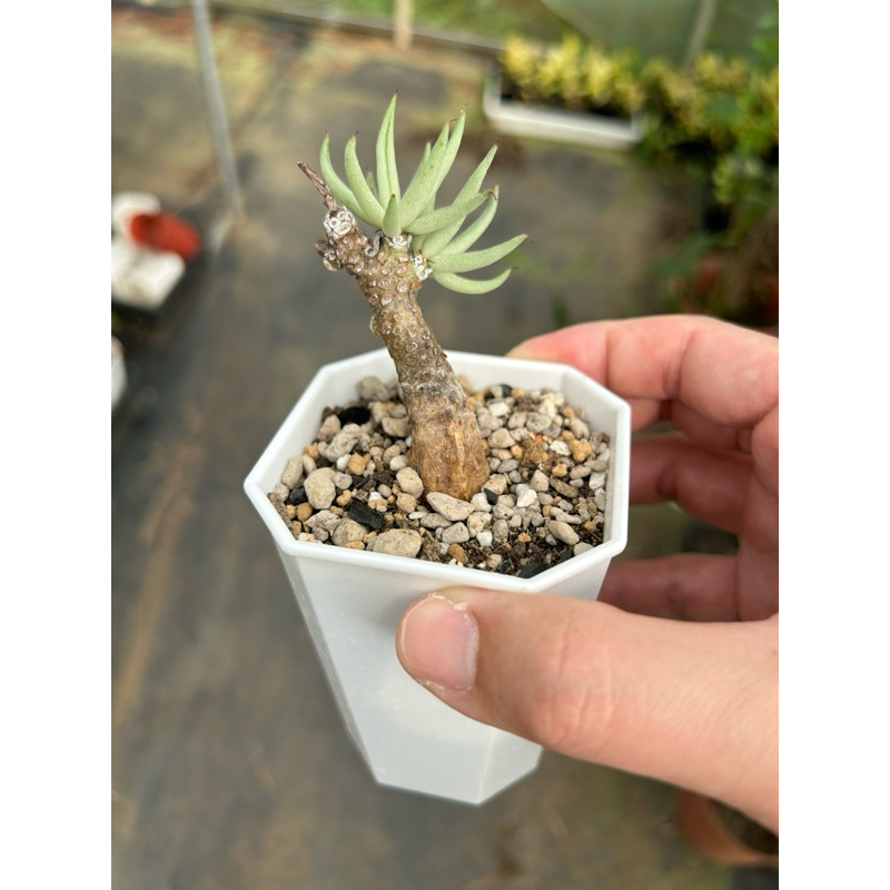 tylecodon Pearsonii白象 | 蝦皮購物