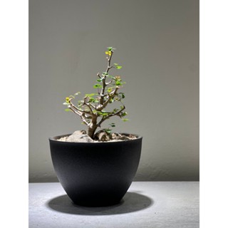 「實生植株」波折沒藥Commiphora Sinuata｜橄欖科沒藥屬 | 蝦皮購物