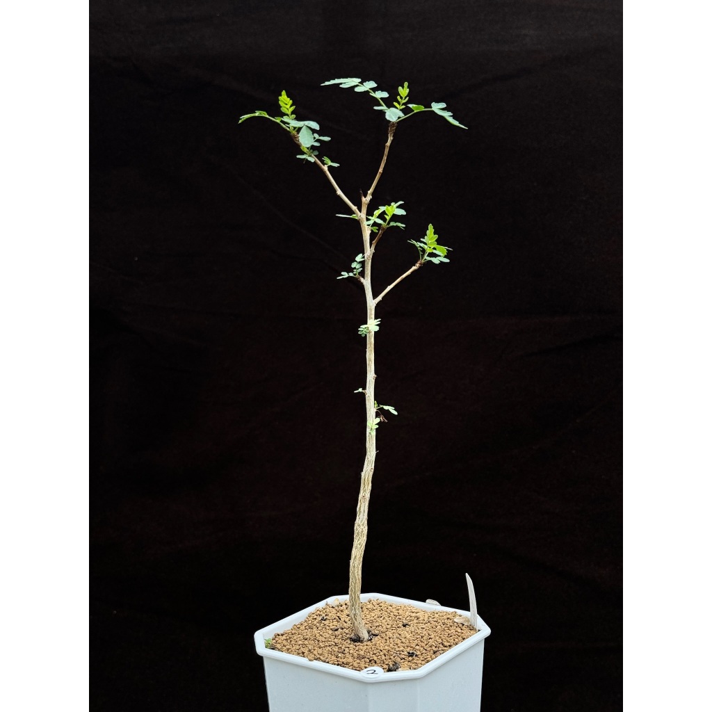 台北塊根 | Bursera aptera 裂欖 橄欖 多肉 塊根 | 蝦皮購物