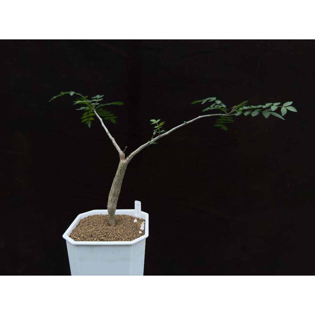 台北塊根 | Bursera aptera 裂欖 橄欖 多肉 塊根 | 蝦皮購物
