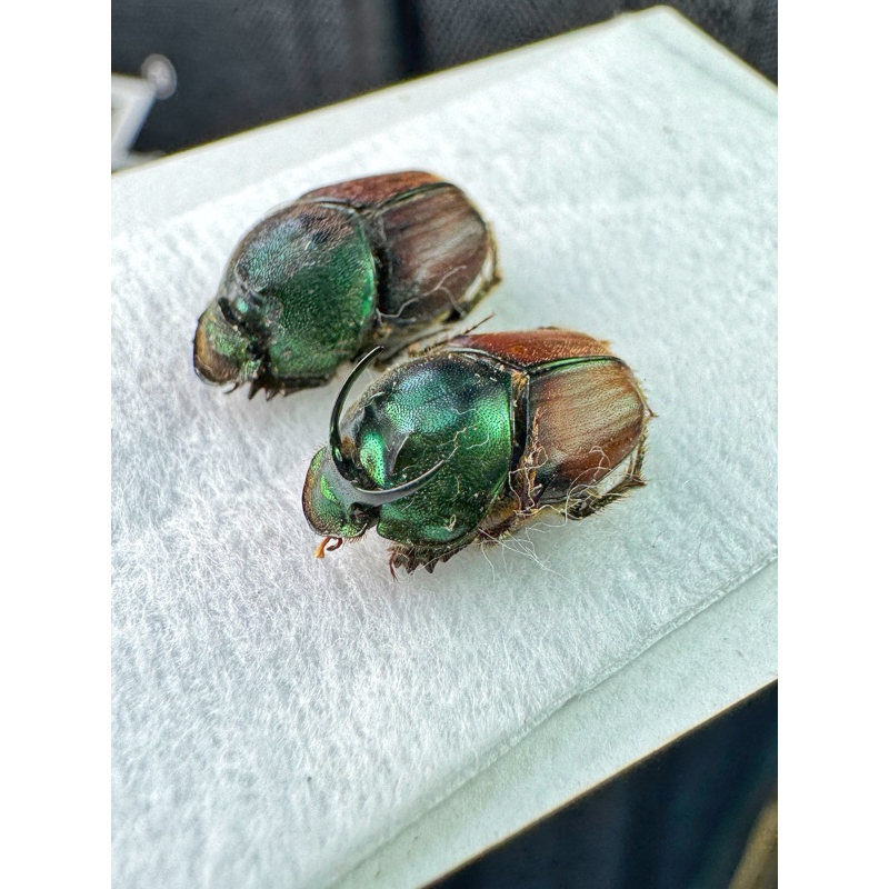 #昆蟲標本Proagoderus sexcornutus 喀麥隆🇨🇲產珍稀少見糞金龜對蟲標本/只有一對/甲蟲標本 | 蝦皮購物