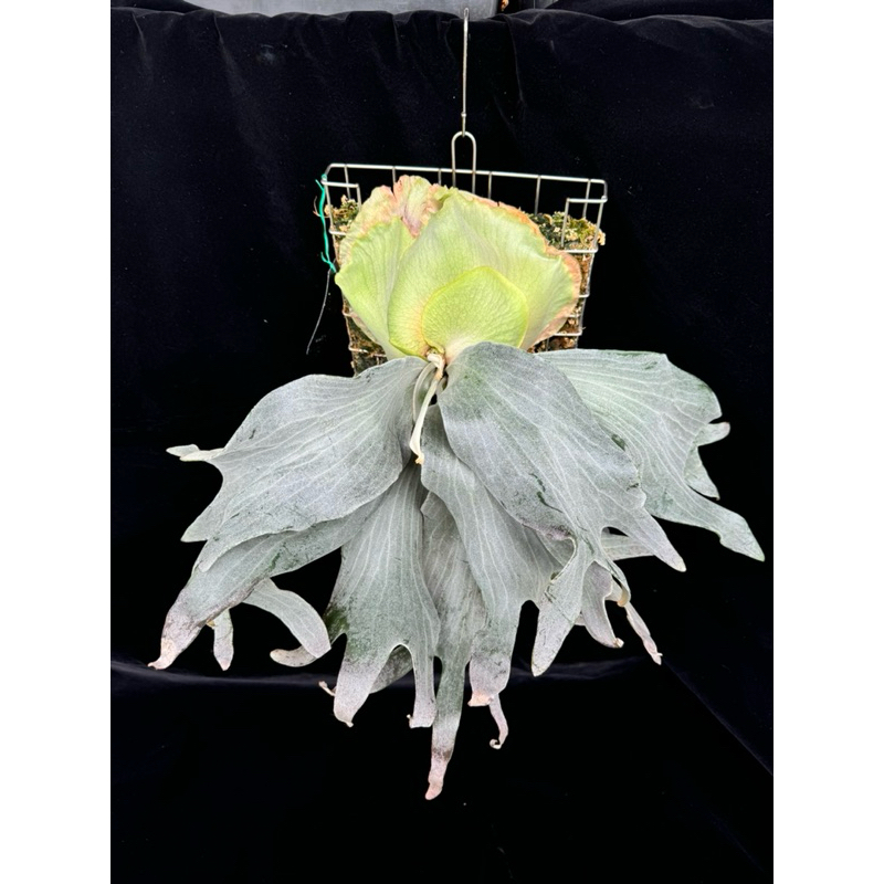 鹿角蕨｜棉月｜Cotton Moon｜正側芽 | 蝦皮購物