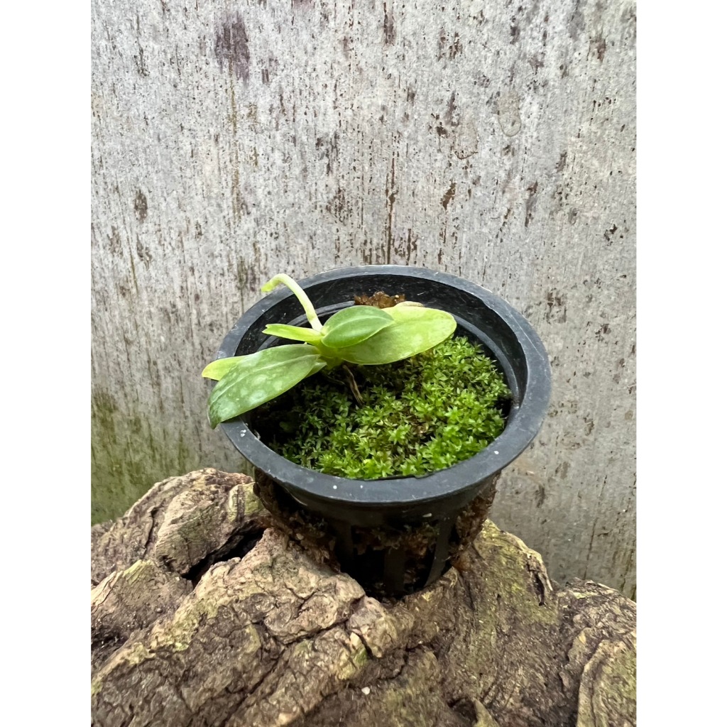 噢葉design "Cryptopus paniculatus(稀有)" 蘭花、塊根植物、圓葉花燭、蔓綠絨、鹿角蕨 | 蝦皮購物