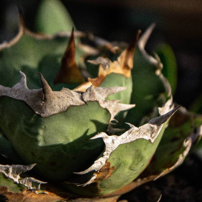 [ Gu Plant 固植 ] 嚴龍 逆刺｜Agave titanota｜ | 蝦皮購物