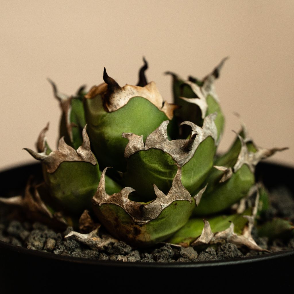 [ Gu Plant 固植 ] 嚴龍 姬 六寸｜Agave titanota 'Dwarf'｜ | 蝦皮購物