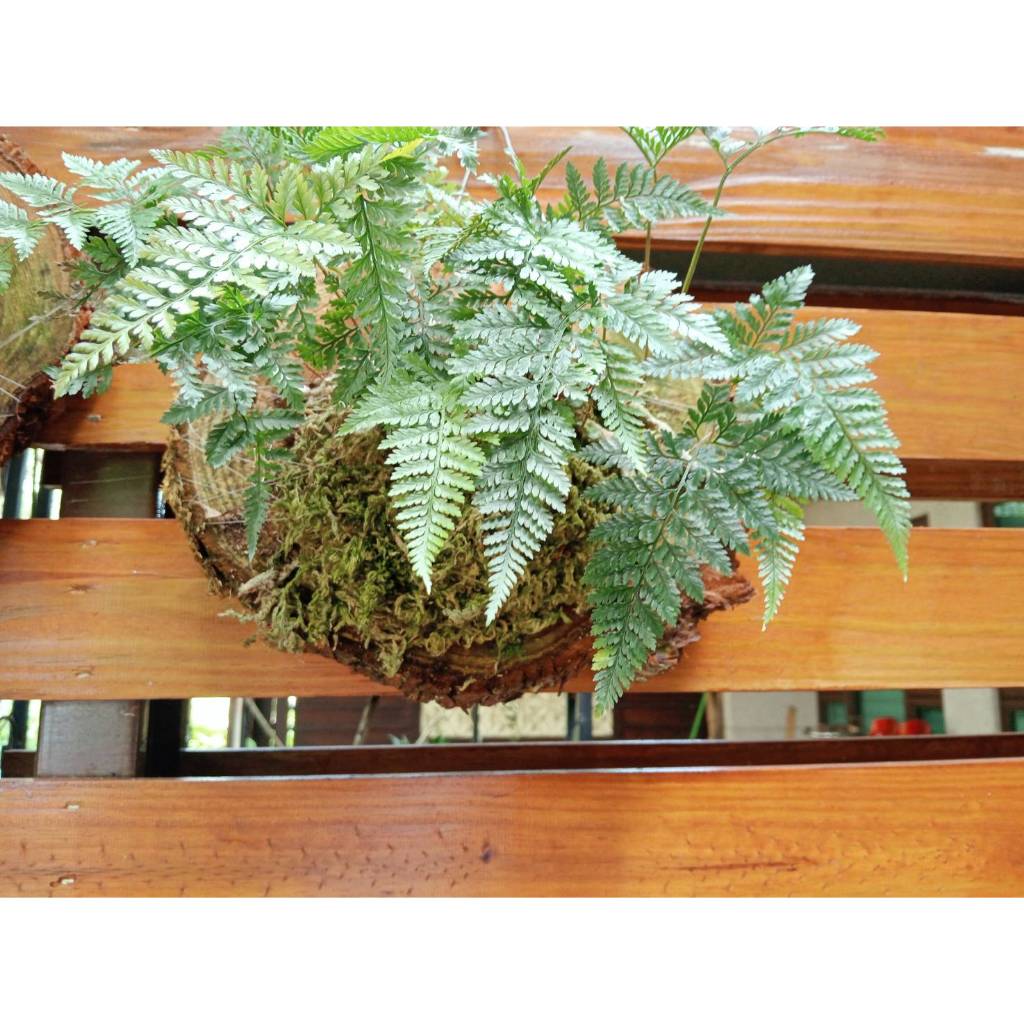 T-026-10 兔腳蕨(已生長於木片牢固)350元。 | 蝦皮購物