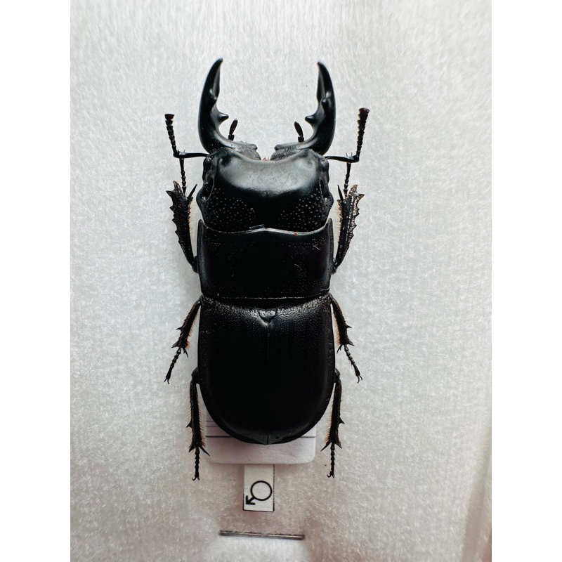 昆蟲標本（死的非活體） 30.5mm lissapterus pelorides 澳洲大角鍬 觸鬚末端缺一點 A- | 蝦皮購物