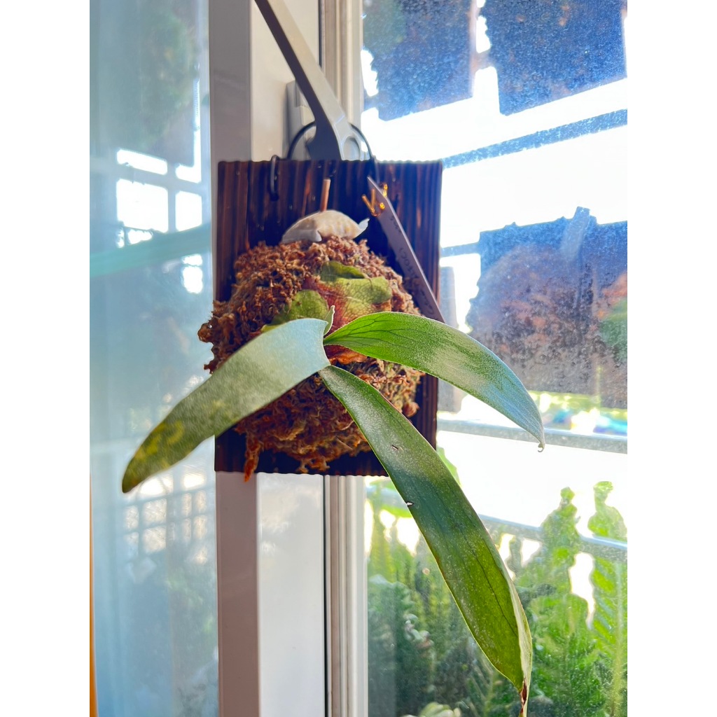 P.Catum(ILFOC) 深綠卡通 鹿角蕨 鹿角蕨上板 室內植物 新居落成 | 蝦皮購物