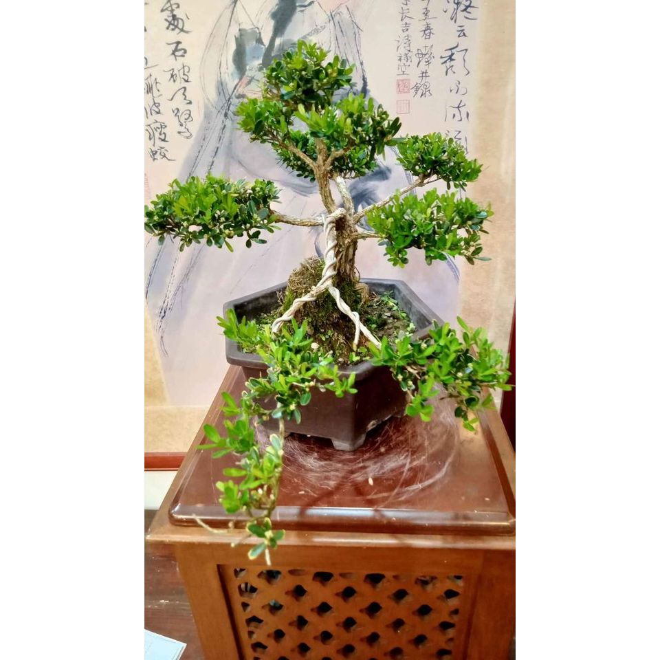 192G-雀舌黃楊（金柳）精品盆栽~絕美25年樹齡裸根大根盤風飄型 | 蝦皮購物