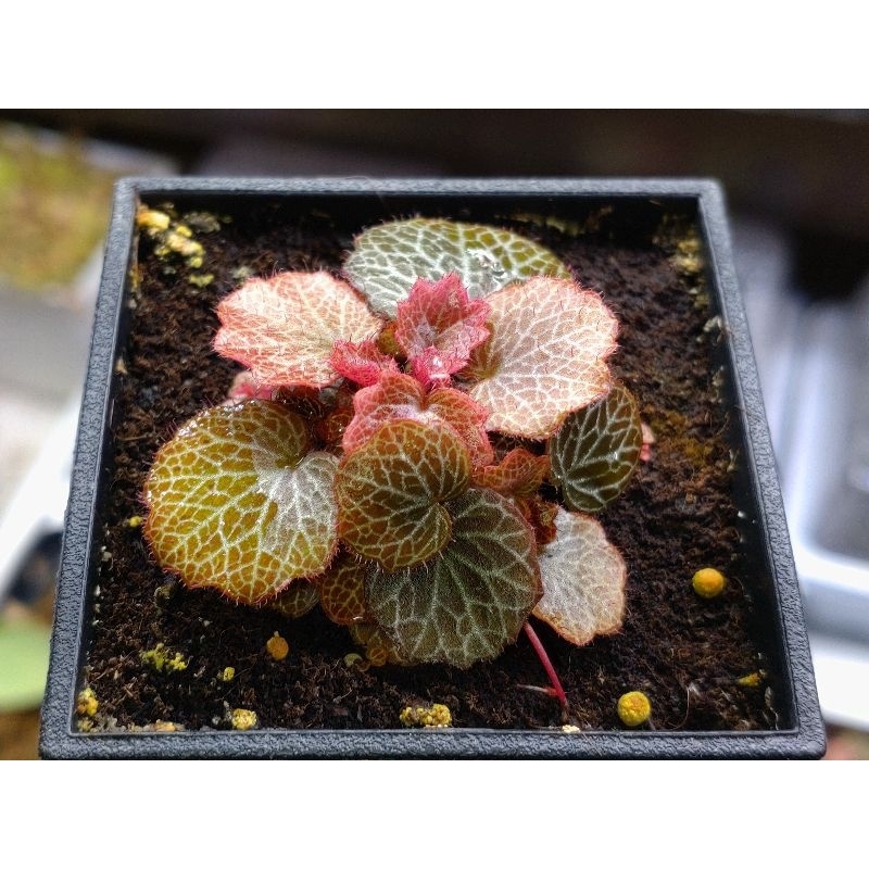 極姬虎耳草micro strawberry begonia(saxifraga stolonifera) | 蝦皮購物