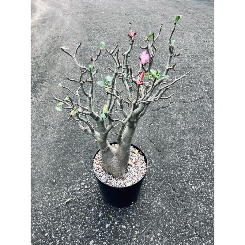 [23.11.30更新] Adenium arabicum rachinee (RCN) ｜樹型沙玫 ｜塊根植物 | 蝦皮購物