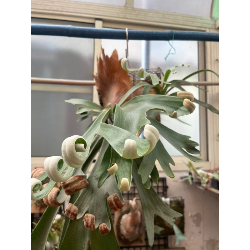 捲捲鹿 FSQ，P.Foongsiqi 馮詩琪 | 蝦皮購物