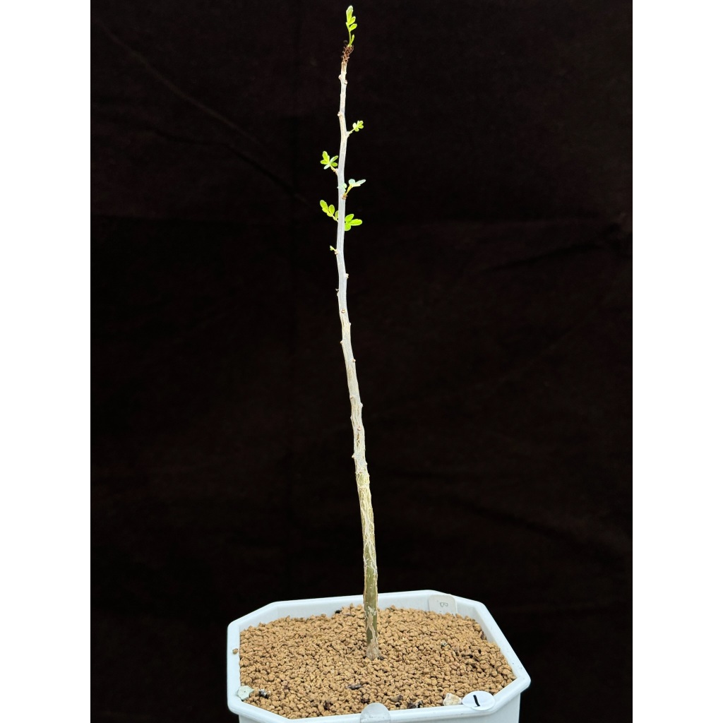 台北塊根 | Bursera aptera 裂欖 橄欖 多肉 塊根 | 蝦皮購物