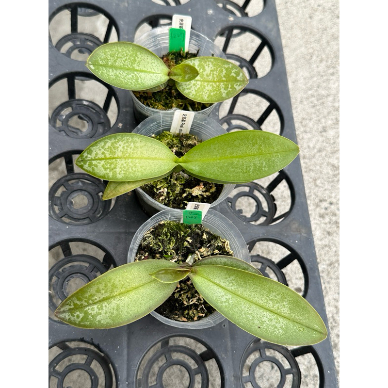 史塔基 Phal. stuartiana x sib 白花 實生株 | 蝦皮購物