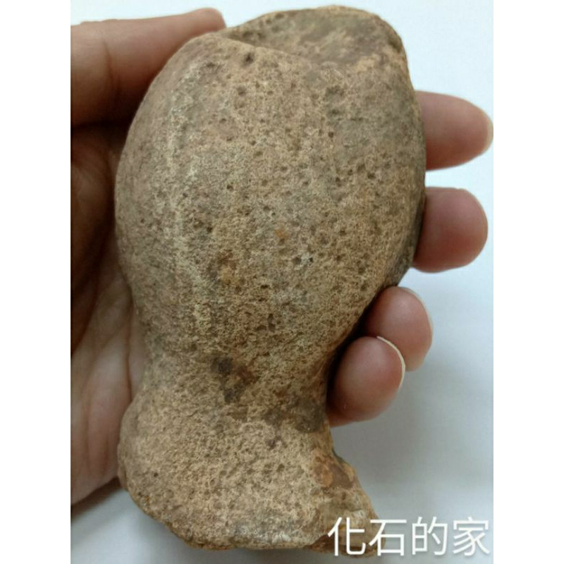 【化石的家】法國Jerea sp(Sponges)fossil | 蝦皮購物