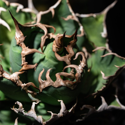 [ Gu Plant 固植 ] 嚴龍 凱薩｜Agave titanota｜（凱撒） | 蝦皮購物