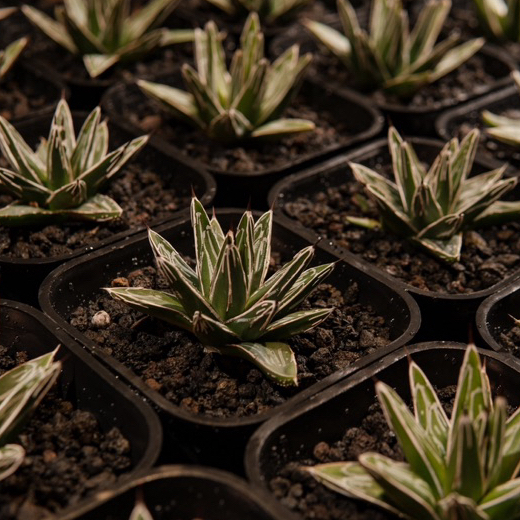 [ Gu Plant 固植 ] 笹之雪 細紋｜Agave victoriae-reginae｜ | 蝦皮購物
