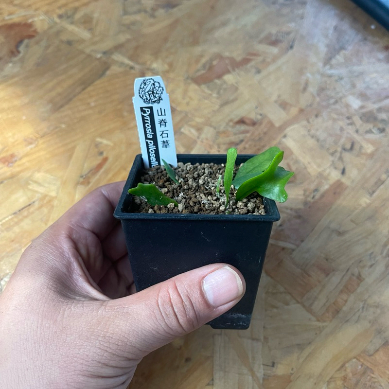 山脊石葦 Pyrrosia piloselloides 'crestata' | 蝦皮購物