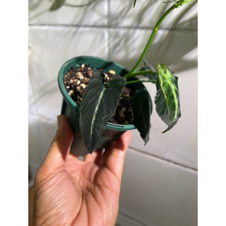 Syngonium Rayii Dark Form | 蝦皮購物