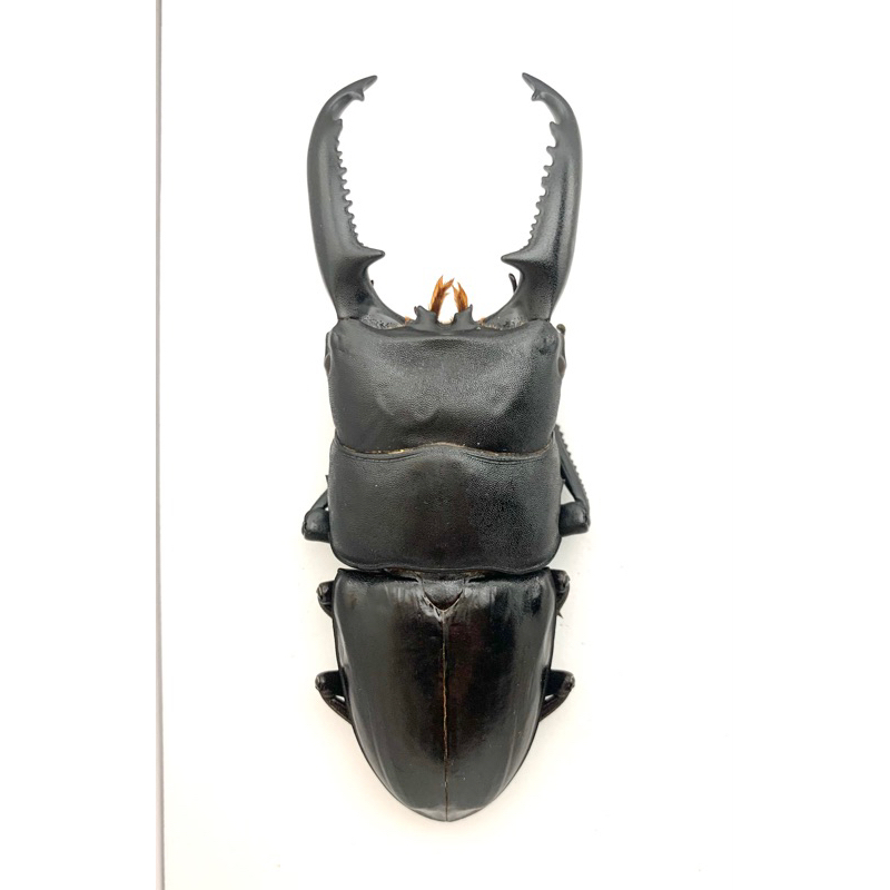 Dorcus titanus palawanicus | 蝦皮購物