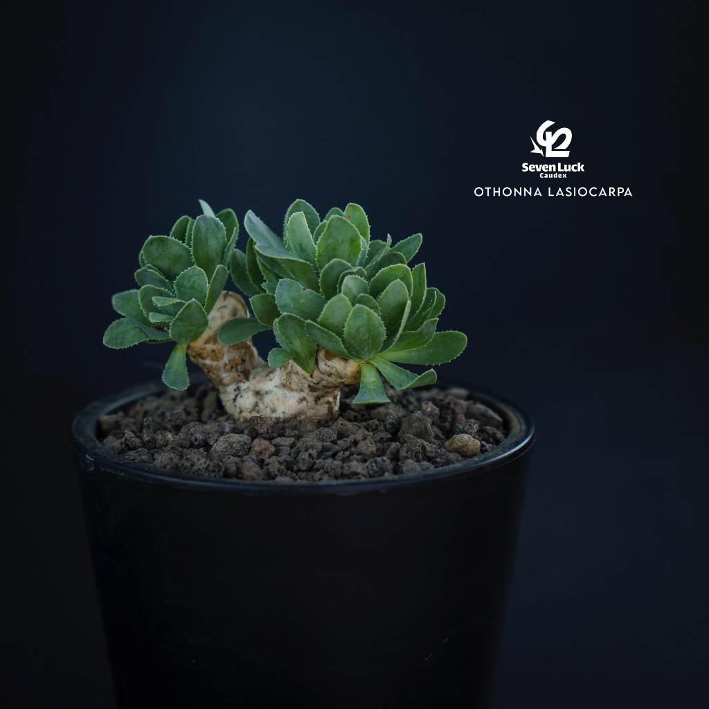 SL’s 植物園-刨花厚敦菊Othonna retrorsa | 蝦皮購物
