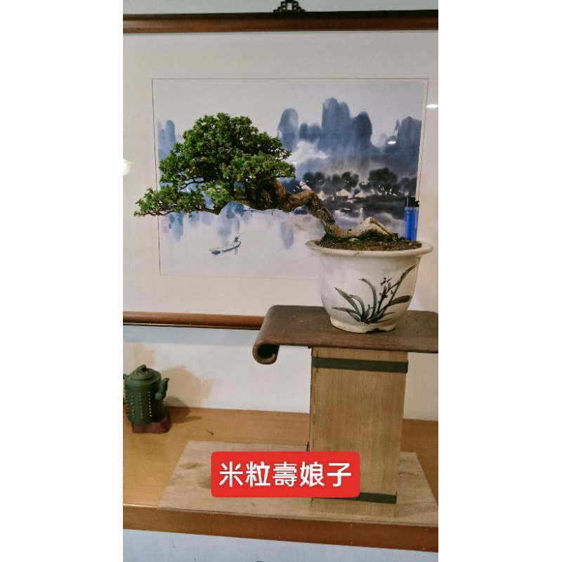 367G-極品30年樹齡藏家釋出展覽級根藝「米粒壽娘子」盆栽 | 蝦皮購物