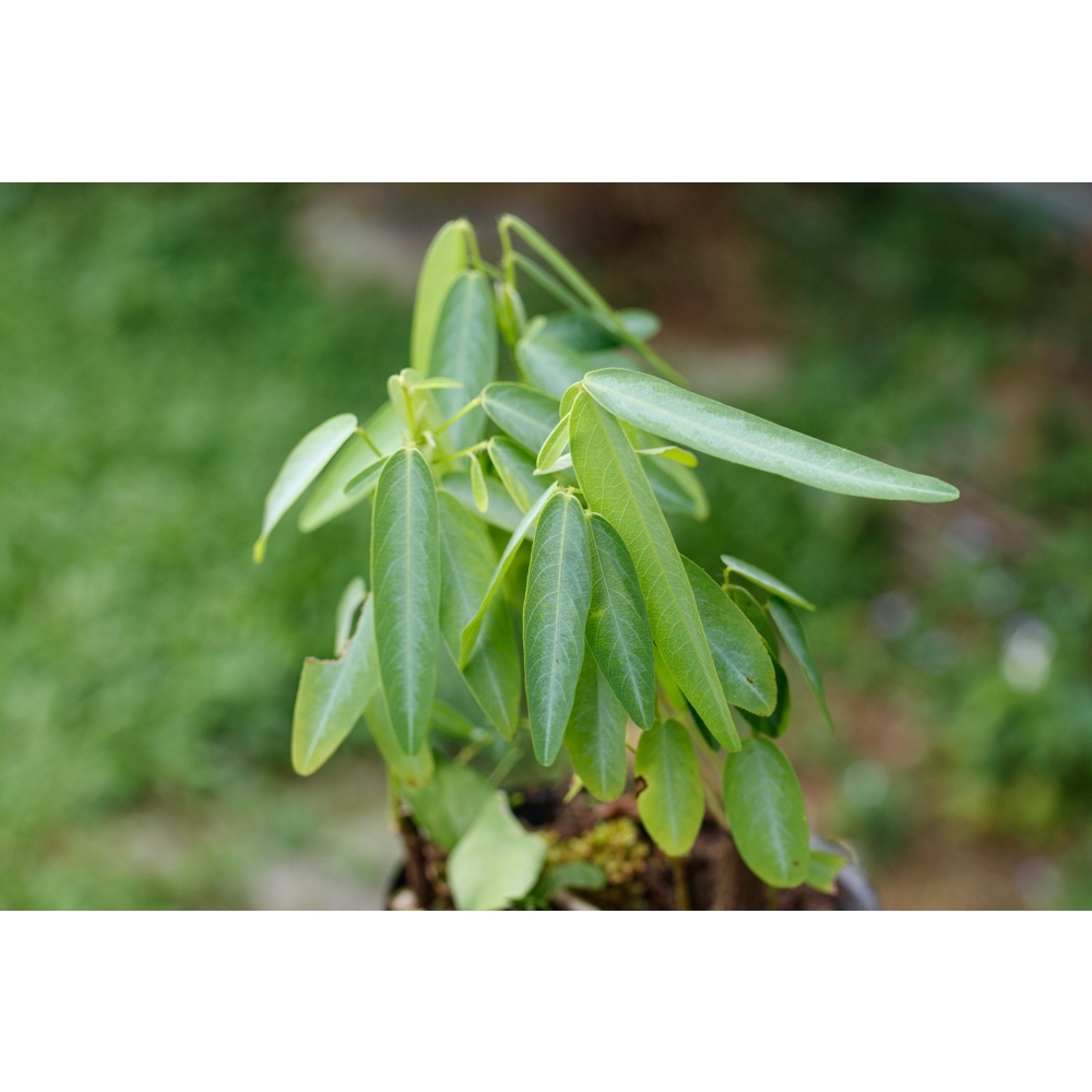 舞草 Codariocalyx motorius｜稀有植物 觀葉植物 奇花異草｜植蕨療癒系 | 蝦皮購物