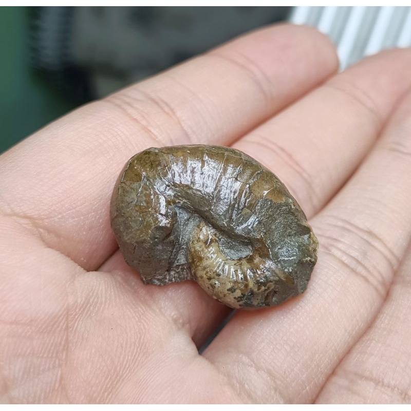 [程石] 日本北海道 船菊石化石/Scaphites planus | 蝦皮購物