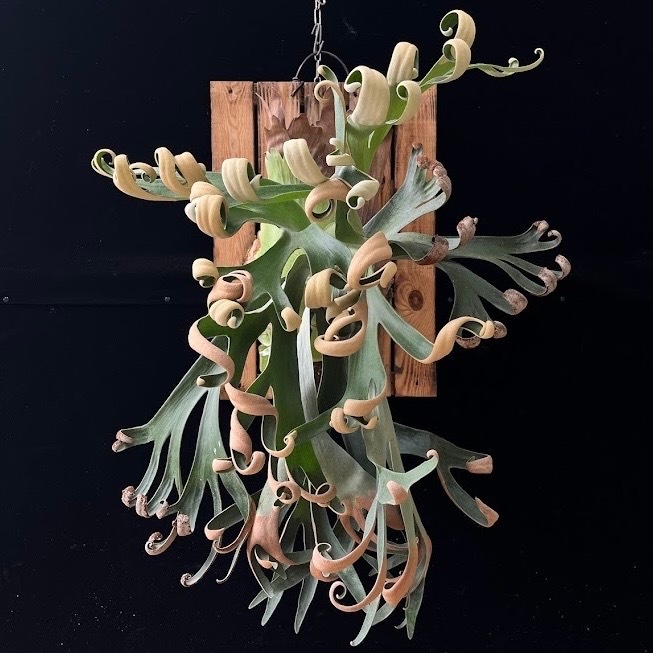 馮詩淇鹿角蕨孢子苗 P.Foongsiqi sporeling | 蝦皮購物