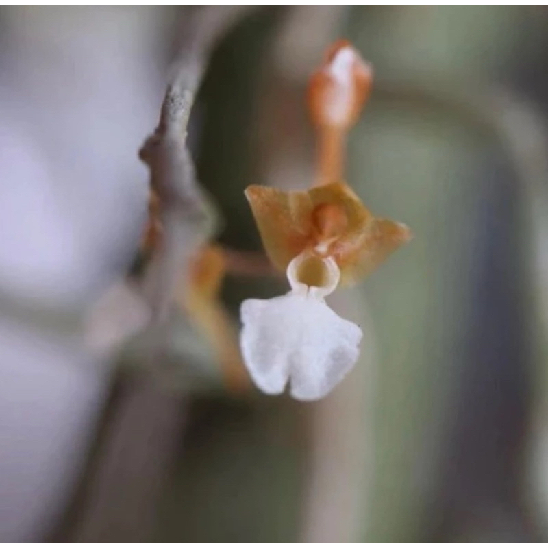 噢葉design "Microcoelia cornuta 小腹腔蘭" 蘭花、塊根植物、圓葉花燭、蔓綠絨 | 蝦皮購物