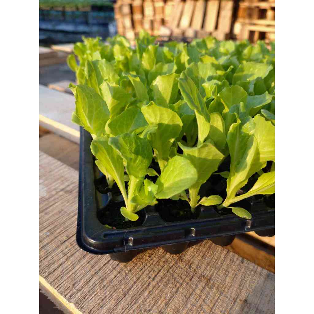 Zeng-Xian 大陸妹(大陸A菜)菜苗 | 蝦皮購物