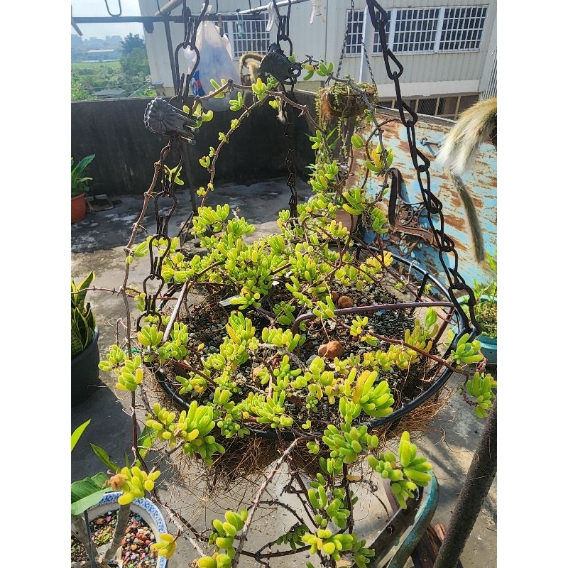 枝幹番杏（學名：Dicrocaulon ramulosum (L.Bolus) Ihlenf.）多肉植物〔賣的是枝條〕 | 蝦皮購物