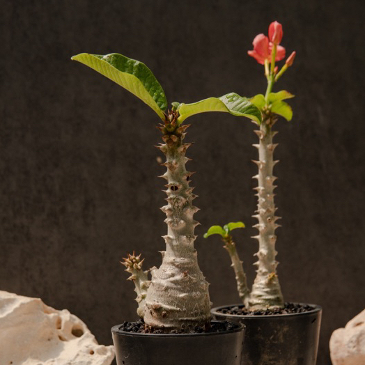 [ Gu Plant 固植 ] 溫莎瓶幹｜Pachypodium windsorii｜ | 蝦皮購物