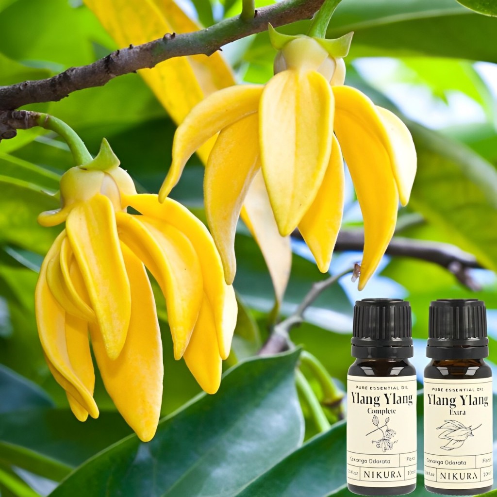 英國製 特級依蘭精油 完全依蘭精油 10ml~100ml 美國製 有機伊蘭伊蘭精油 30ml USDA有機認證 原裝 | 蝦皮購物