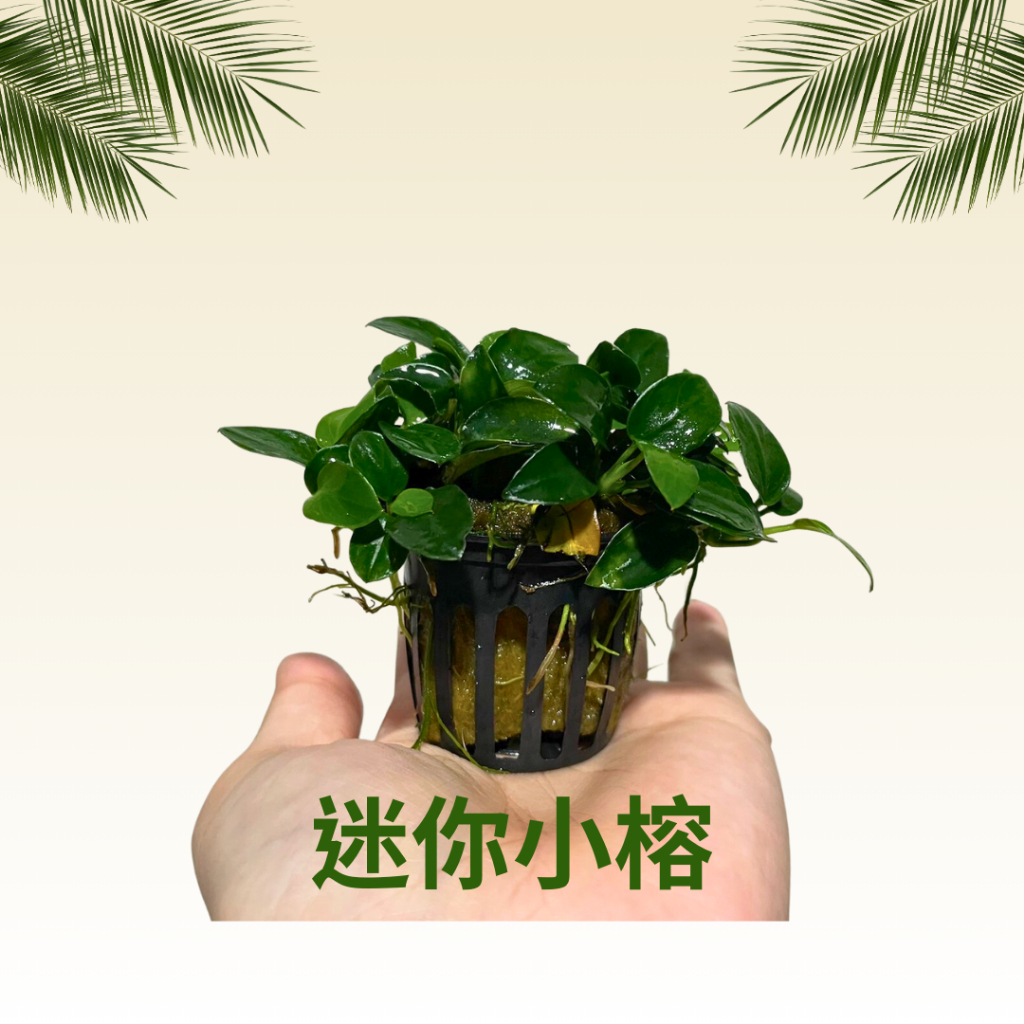 ⋘魚市⋙迷你小榕 盆 小榕 陰性草 不需co2 迷你榕 袖珍小榕 水草 好飼養 榕 小缸 蝦皮購物
