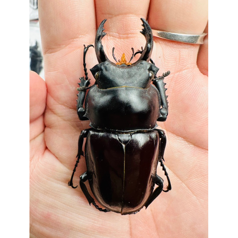 昆蟲標本（死的非活體） 野生大圓翅 台灣產 Neolucanus maximus vendli 60以上個體可以私訊我挑 | 蝦皮購物