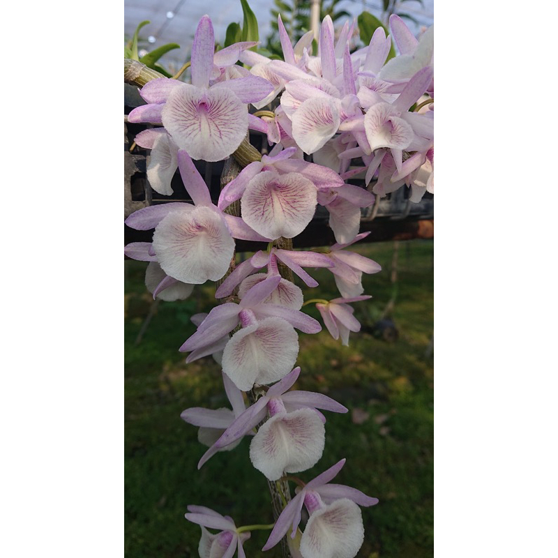 「R12中」 Den.primulinum-polyanthum 紅貝殼 交 血絲白貝殼 | 蝦皮購物