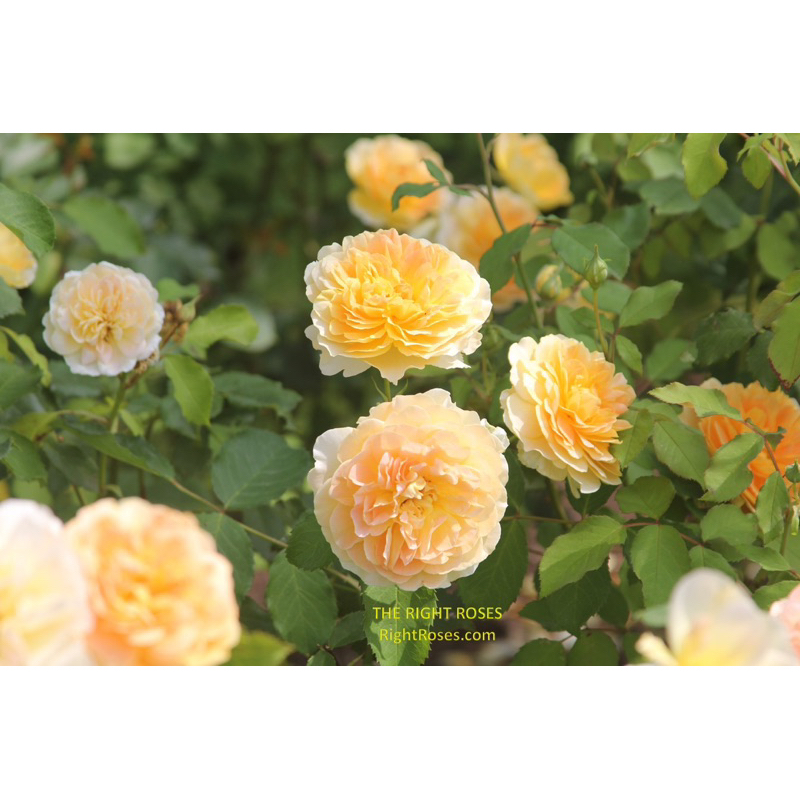 魔力光輝/摩妮琉 Molineux 7-8吋盆 英國大衛奧斯汀培育 灌木/四季開/強香/抗病性佳 | 蝦皮購物