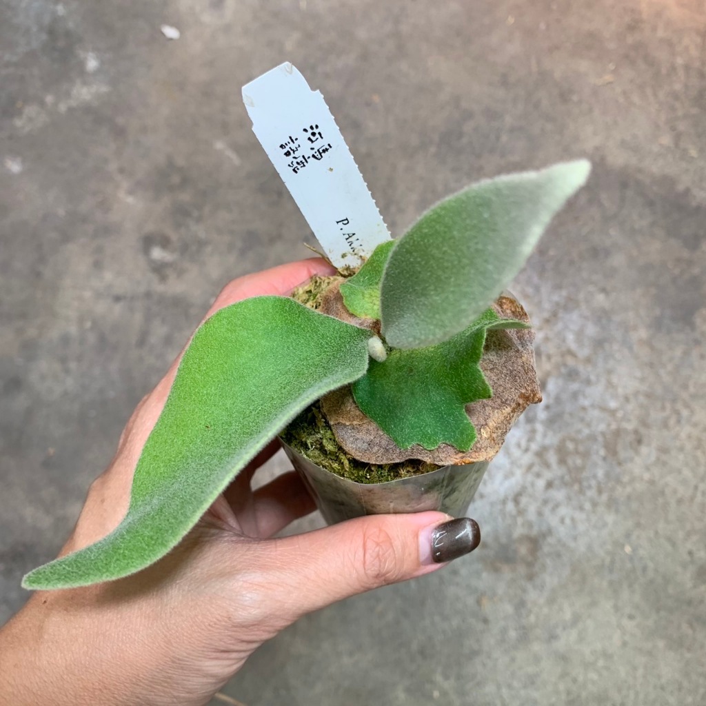 P . Akki 鹿角蕨 阿奇 | 蝦皮購物