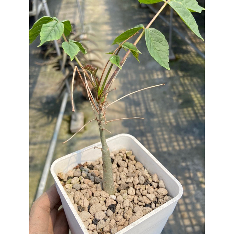 Commiphora unilobata 有你沒藥 / 實生4吋 /奧莉諾多肉園 | 蝦皮購物
